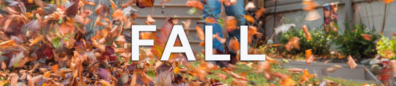 Lawn Care & Landscaping - Ready Pro Lawn